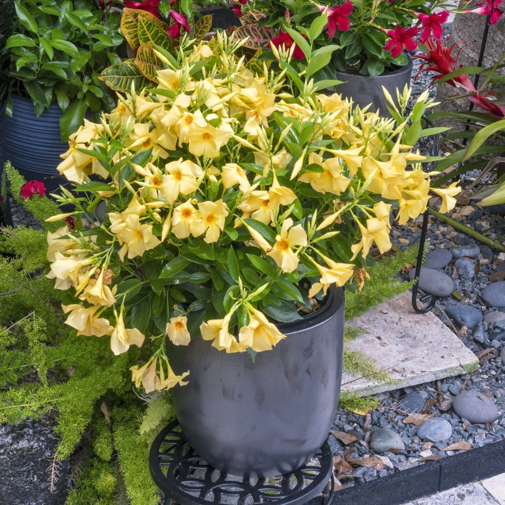 Sun Parasol® Sunbeam Mandevilla Trumpet Vine - 4" Pot (PICK UP ONLY ...