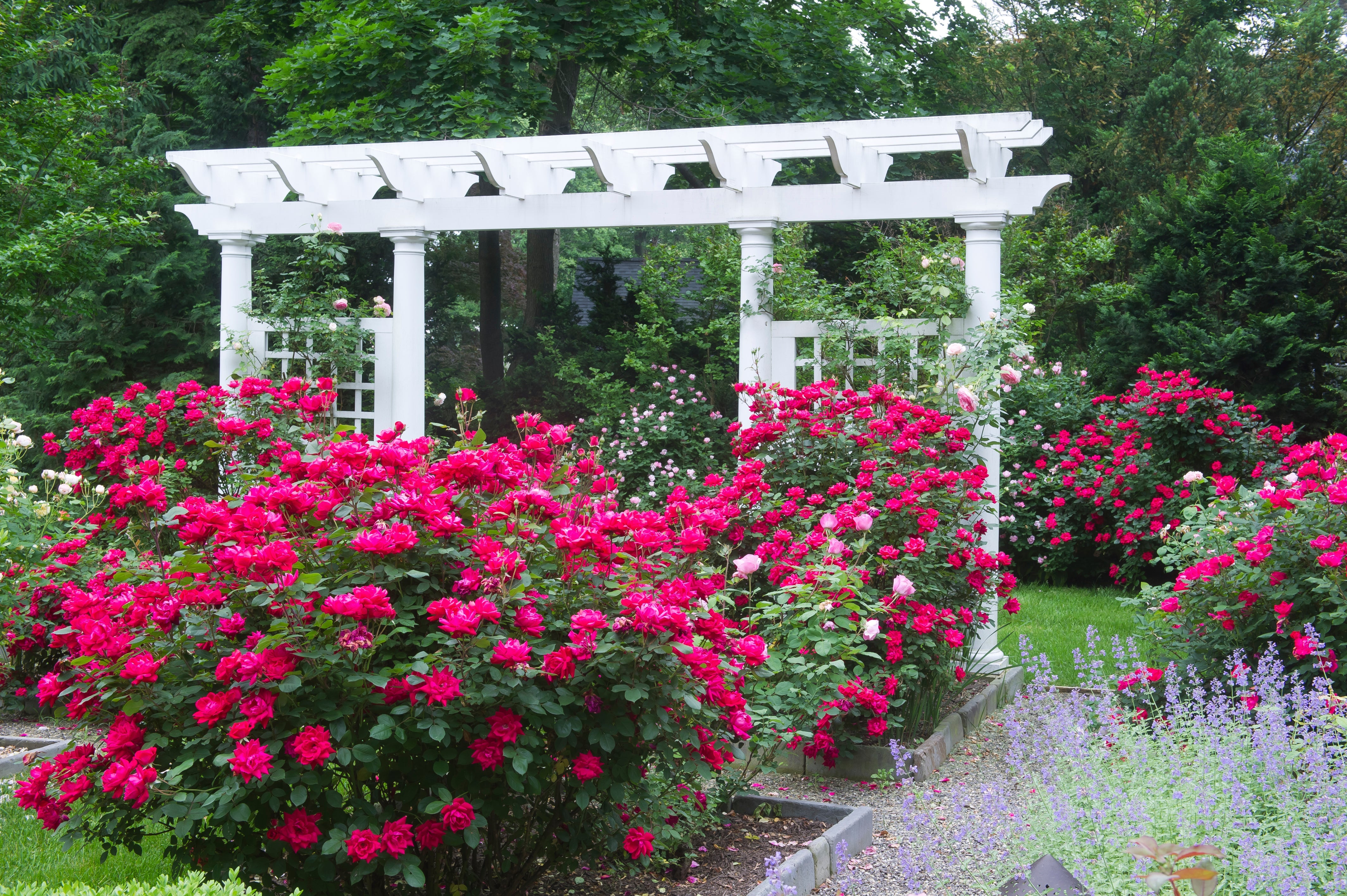 Rose Double Red Knockout - 2 Gallon Pot – Cottage Farms