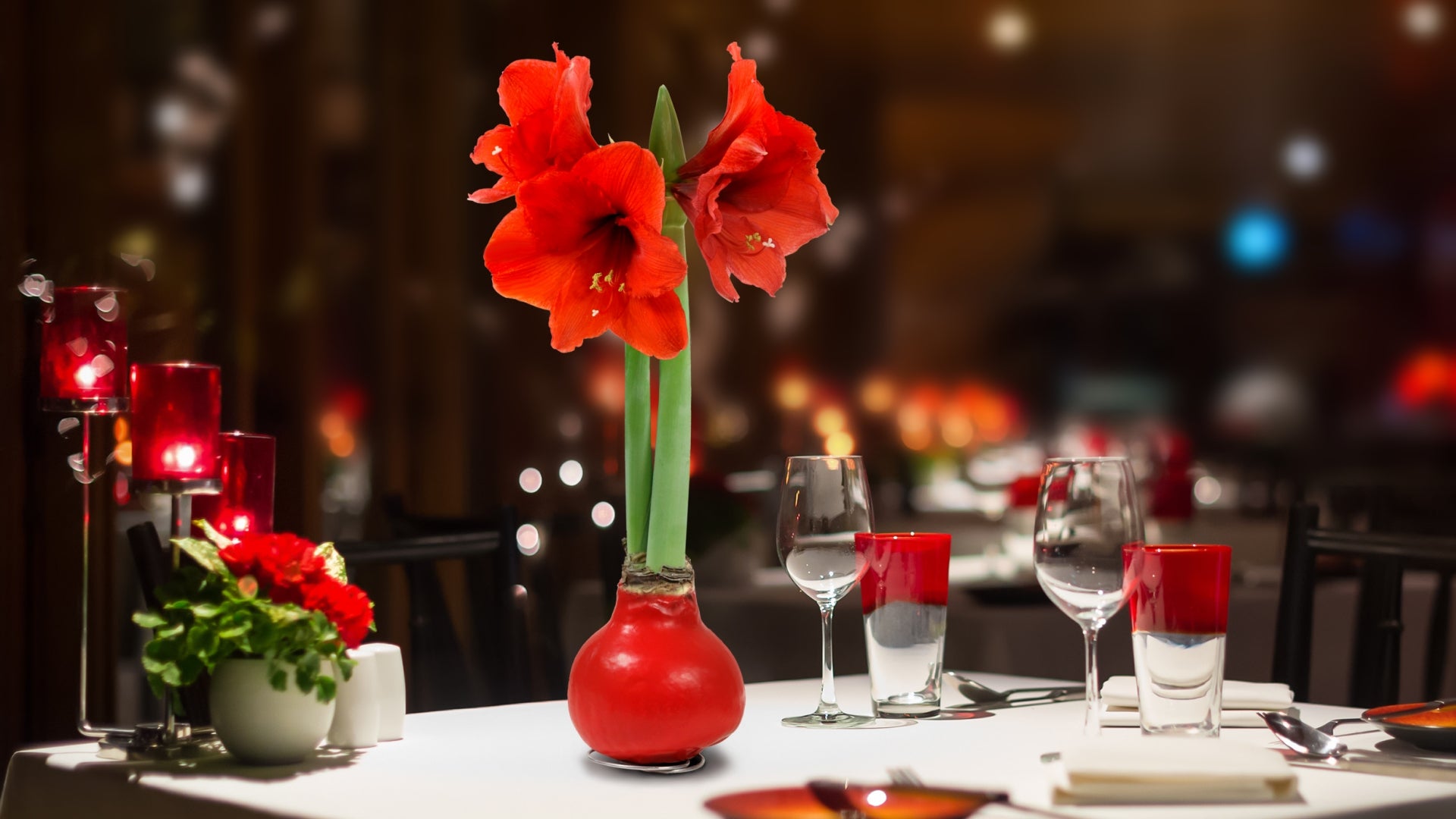 1-Piece RED Valentine Waxed Amaryllis – Cottage Farms Direct