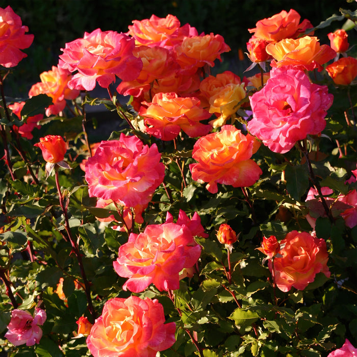 Cottage Farms | Quality Plants Direct From The Grower